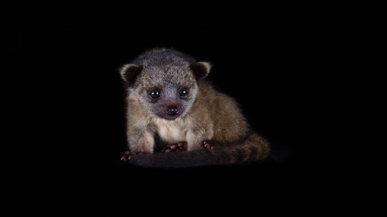 Tueri | Universidad San Francisco de Quito